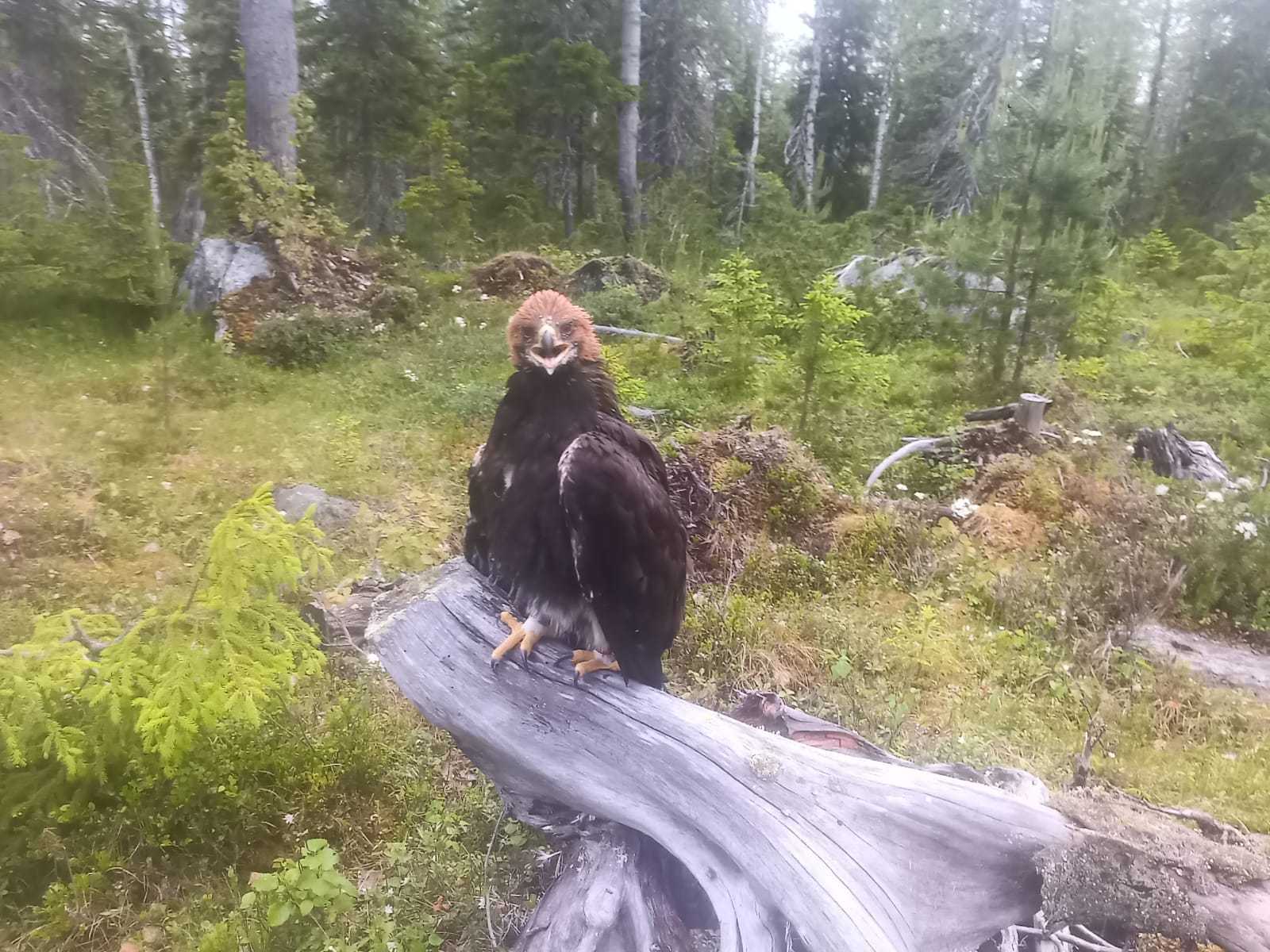 Environmental, Health and Safety Policy - Mawson Finland Ltd.